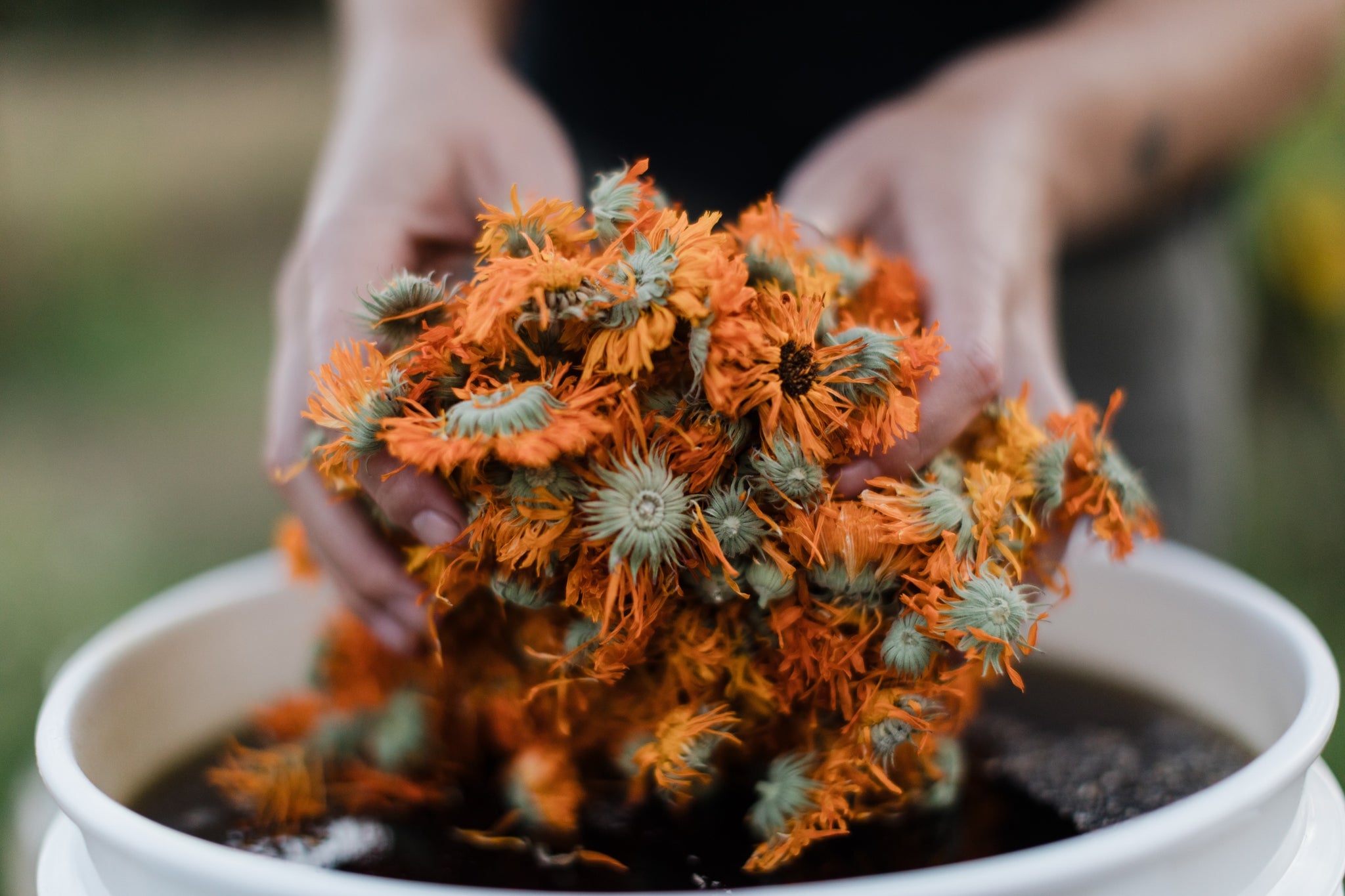 The Golden Remedy: Calendula's Healing Properties for Skin and Hair